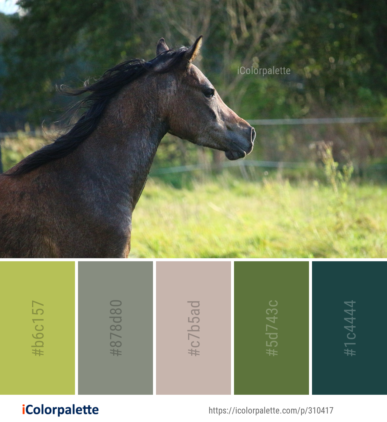 Color Palette Ideas from Horse Mane Like Mammal Image | iColorpalette