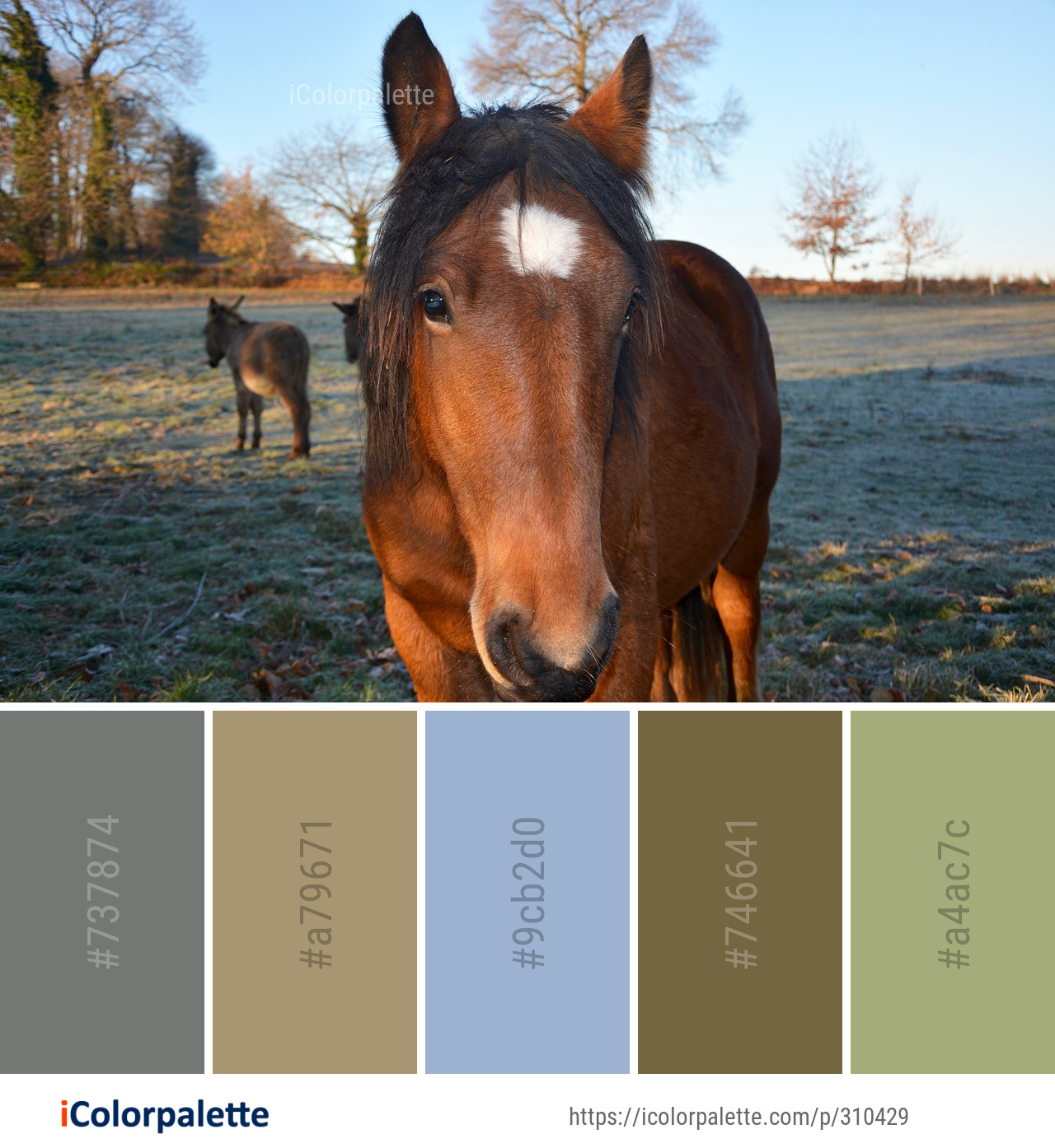 Color Palette Ideas from Horse Like Mammal Fauna Image | iColorpalette