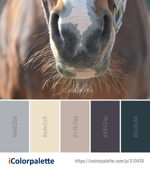 Color Palette Ideas from Nose Fauna Wildlife Image | iColorpalette