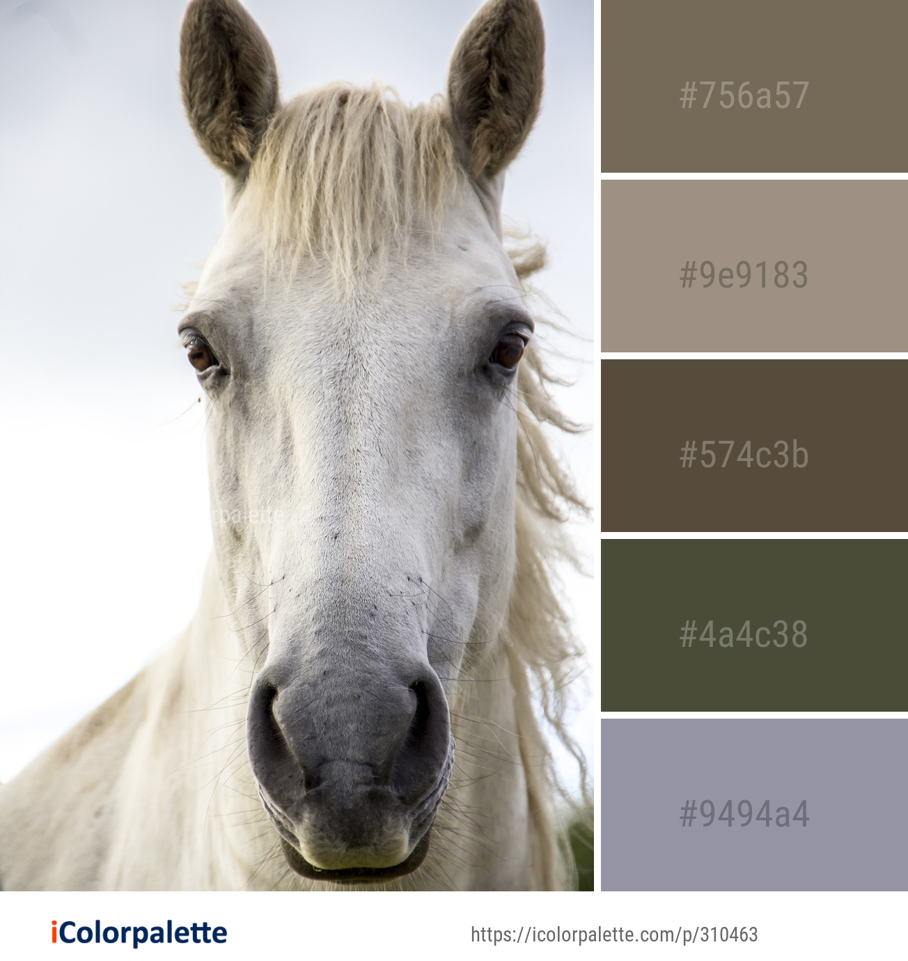 Color Palette Ideas from Horse Fauna Mane Image | iColorpalette