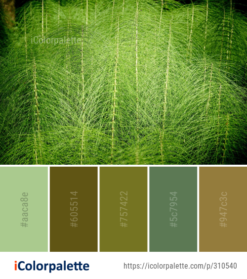 Color Palette Ideas from Vegetation Ecosystem Grass Image | iColorPalette