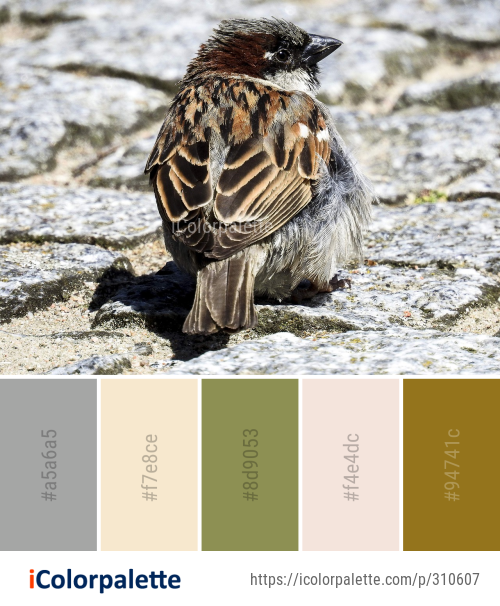144+ Sparrow Color Palette ideas in 2026 | iColorPalette