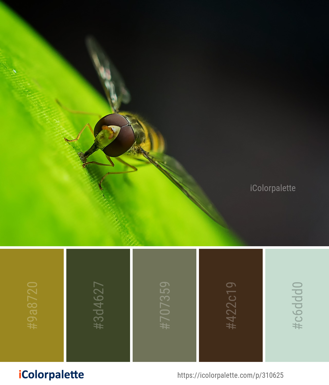 Color Palette Ideas from Insect Fly Macro Photography Image | iColorpalette