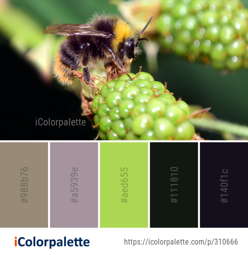 Color Palette Ideas from Insect Bee Membrane Winged Image | iColorpalette