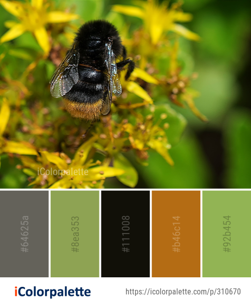 Color Palette Ideas from Insect Bee Honey Image | iColorpalette
