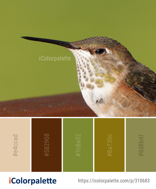 Color Palette Ideas from Bird Beak Hummingbird Image | iColorpalette