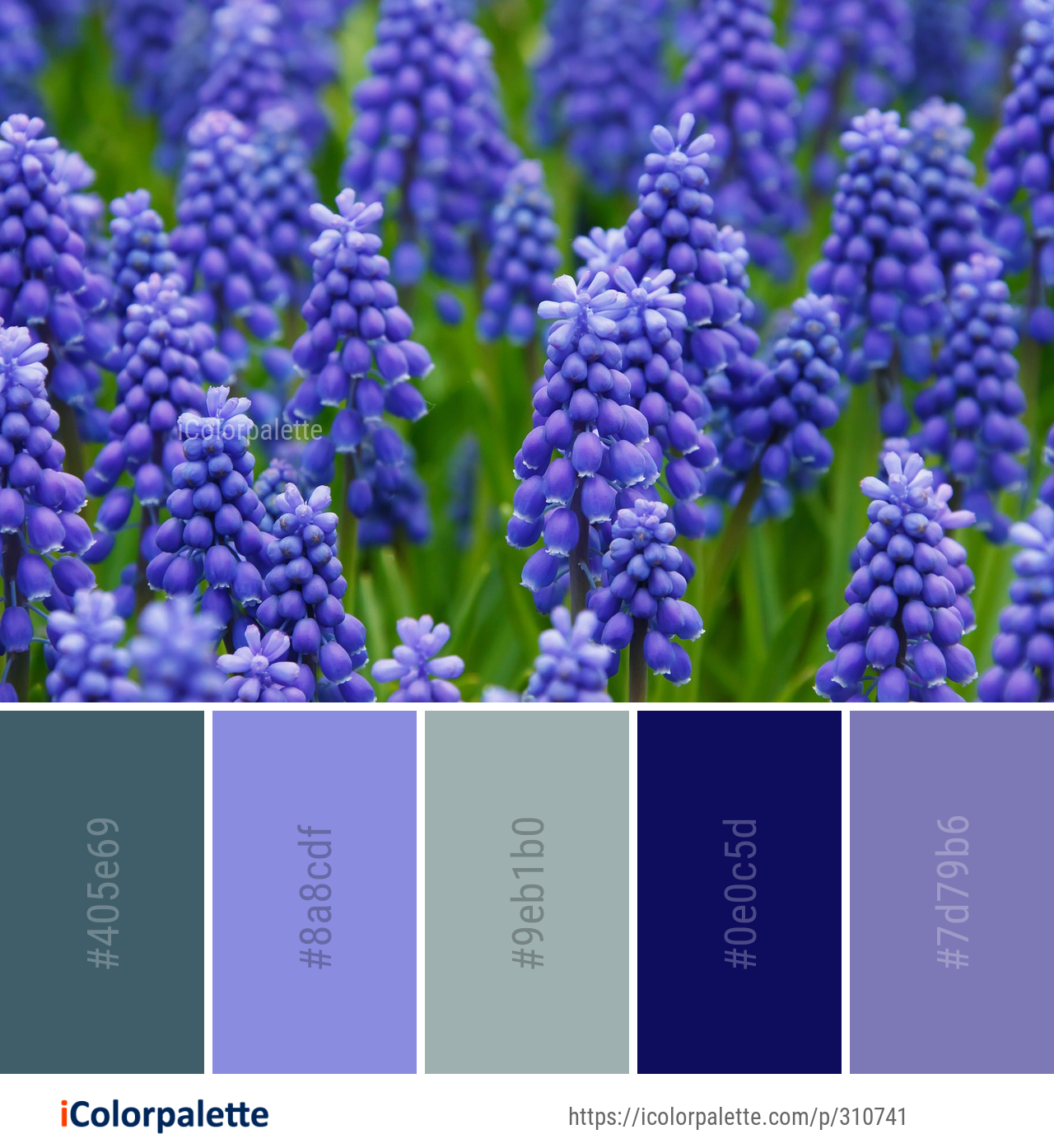 Color Palette Ideas from Blue Flower Plant Image | iColorpalette