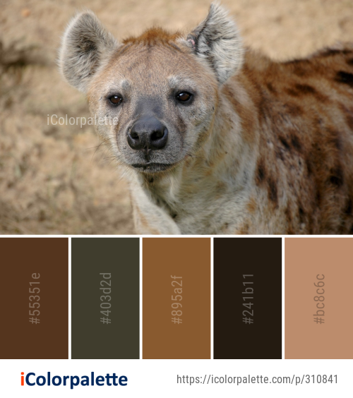Color Palette Ideas from Hyena Wildlife Terrestrial Animal Image ...