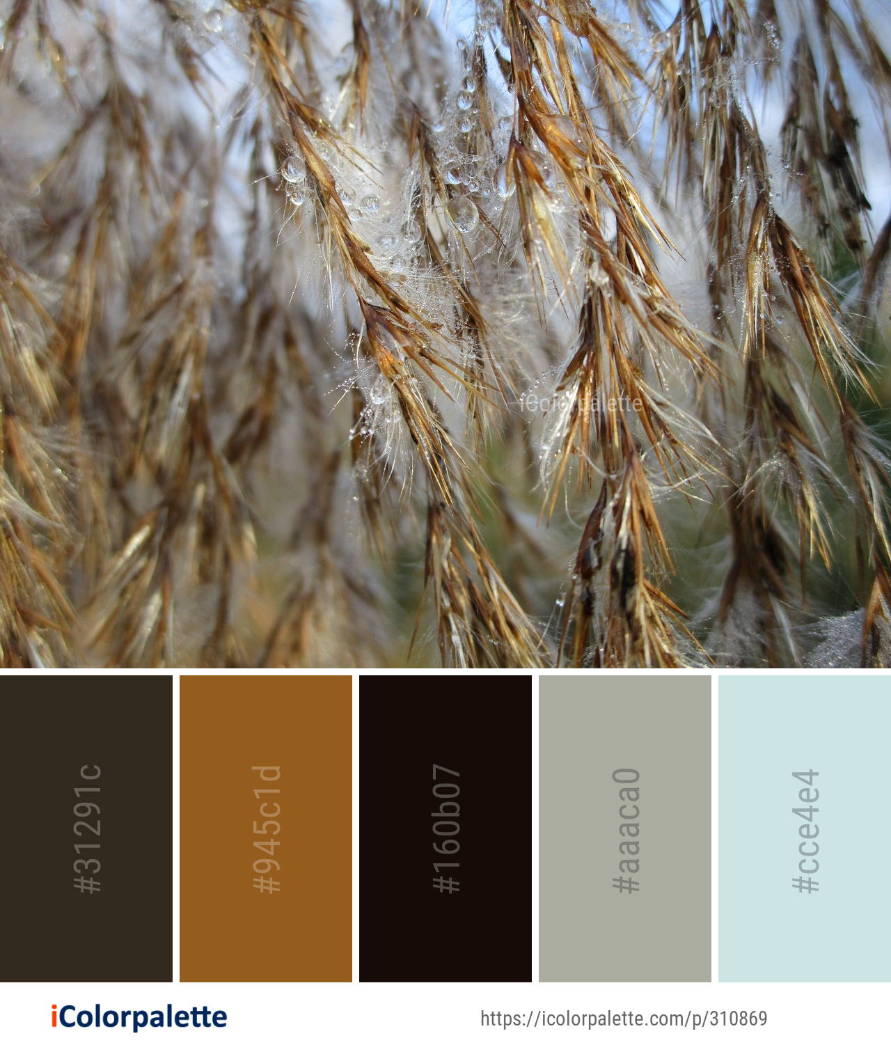 Color Palette Ideas from Grass Family Grain Phragmites Image ...