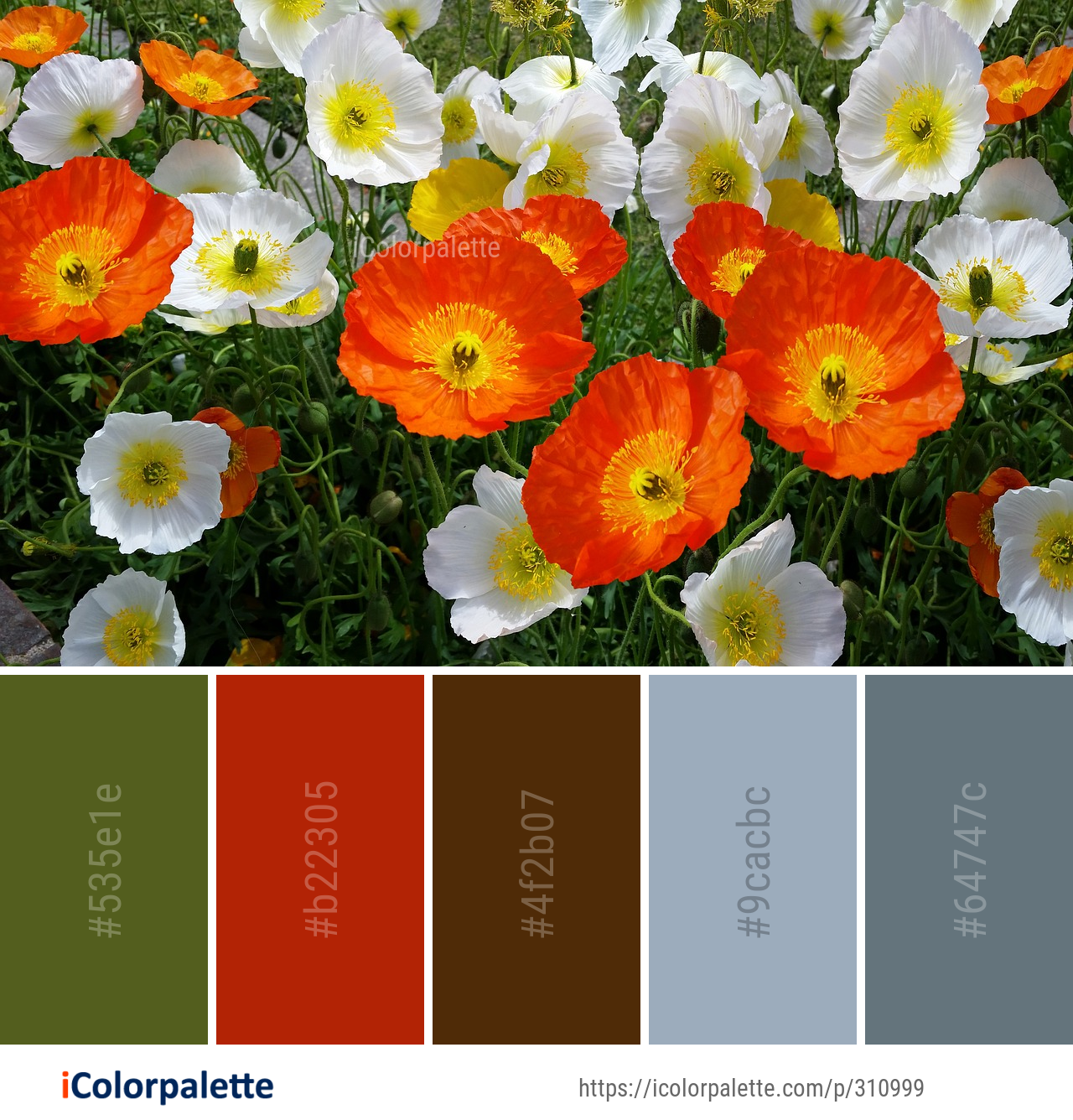 Color Palette Ideas from Flower Wildflower Poppy Image | iColorpalette