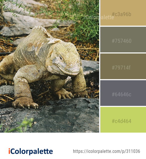 Color Palette Ideas from Reptile Scaled Terrestrial Animal Image ...
