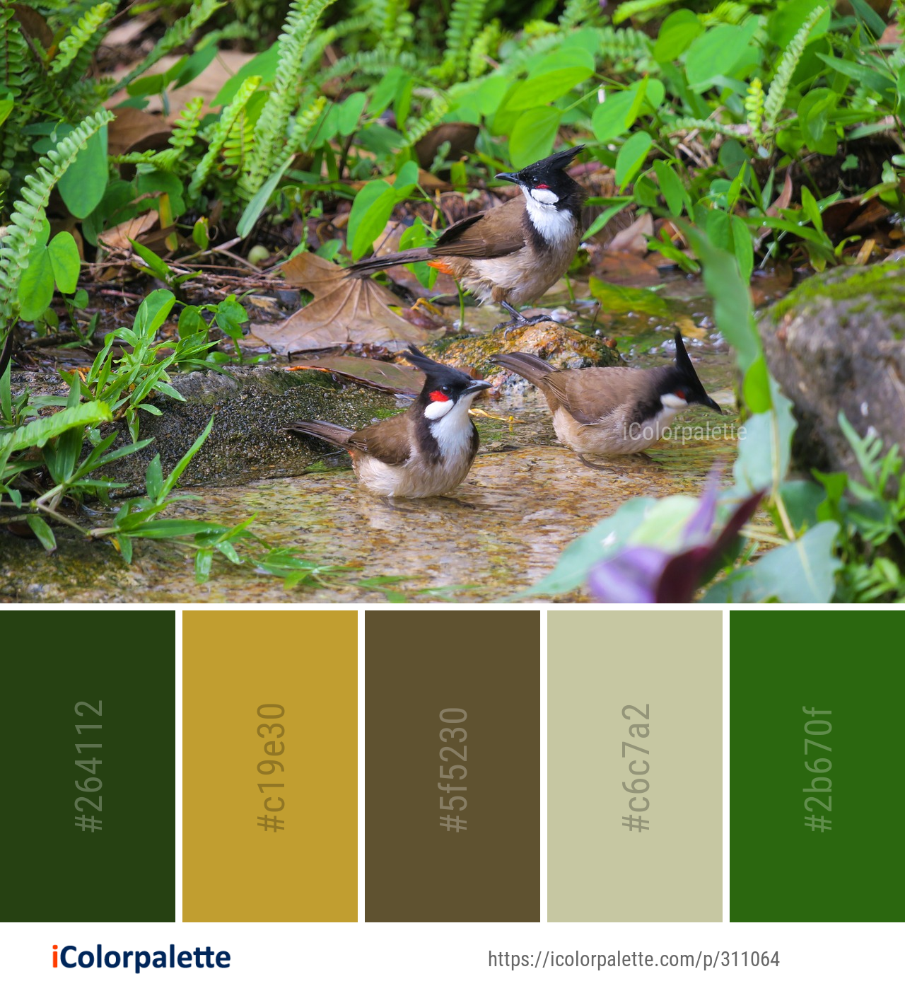 Color Palette Ideas from Bird Fauna Ecosystem Image | iColorpalette