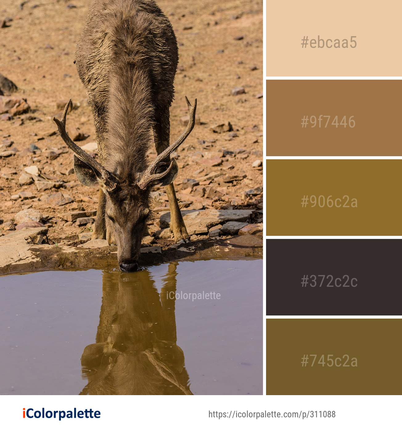 Color Palette Ideas from Wildlife Fauna Horn Image | iColorpalette