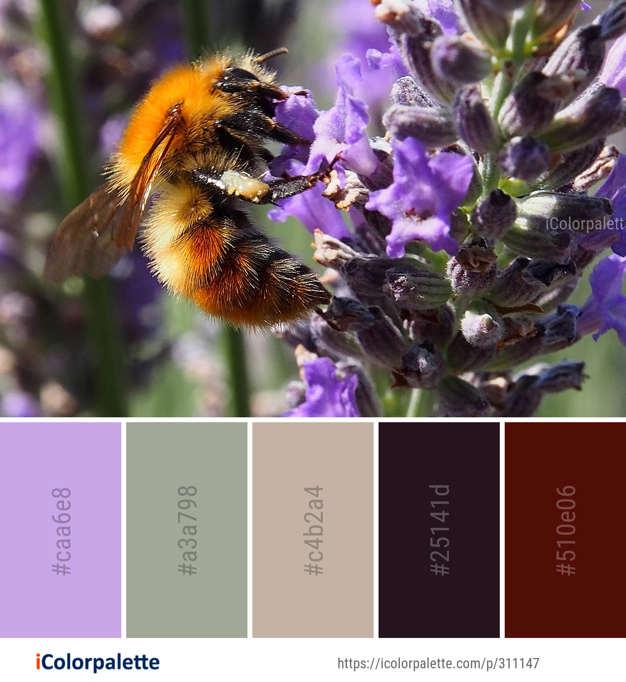 Color Palette Ideas from Bee Honey Bumblebee Image | iColorpalette