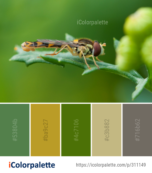 Color Palette Ideas from Insect Pest Macro Photography Image ...