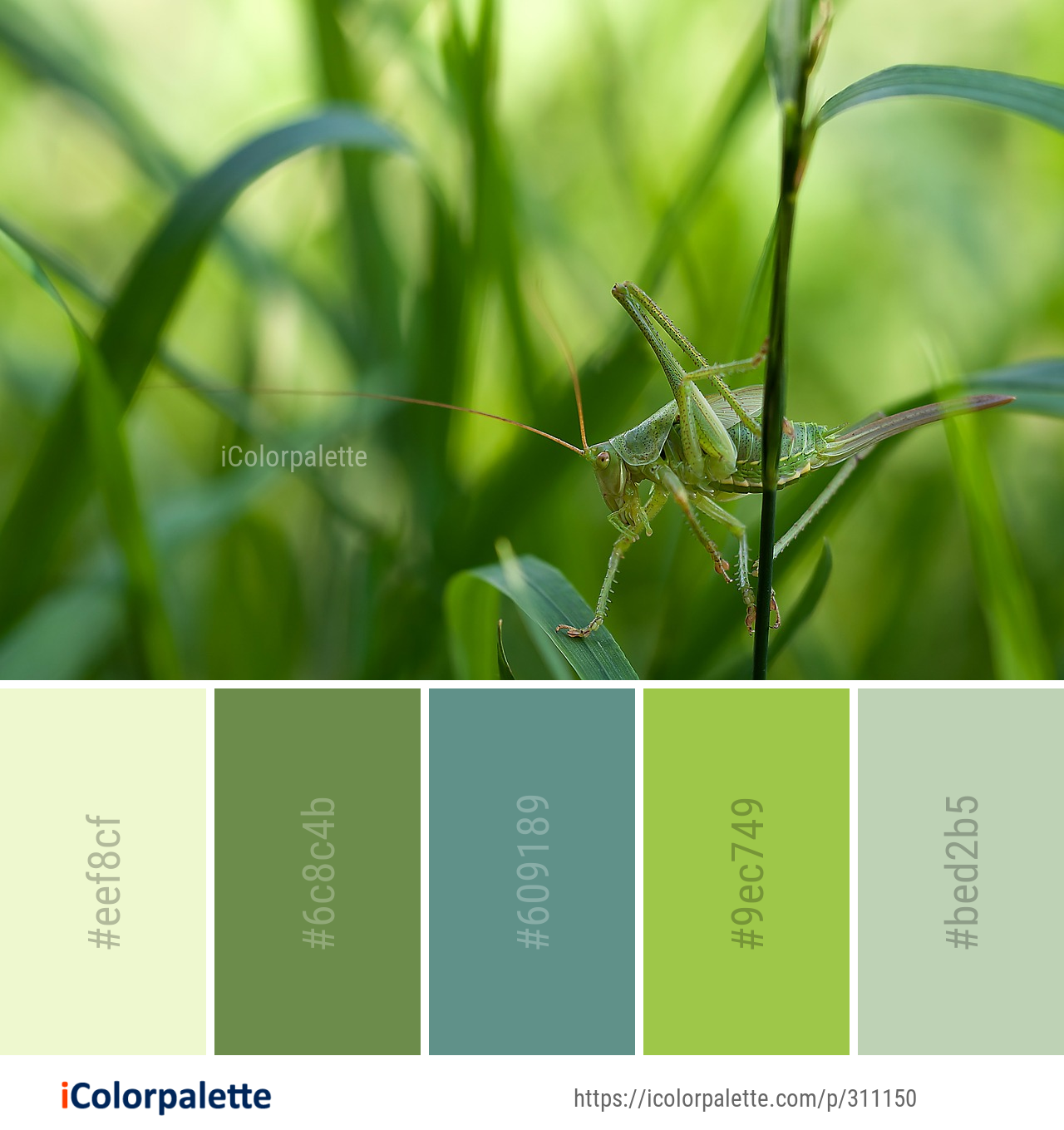 Color Palette Ideas from Insect Vegetation Locust Image | iColorpalette