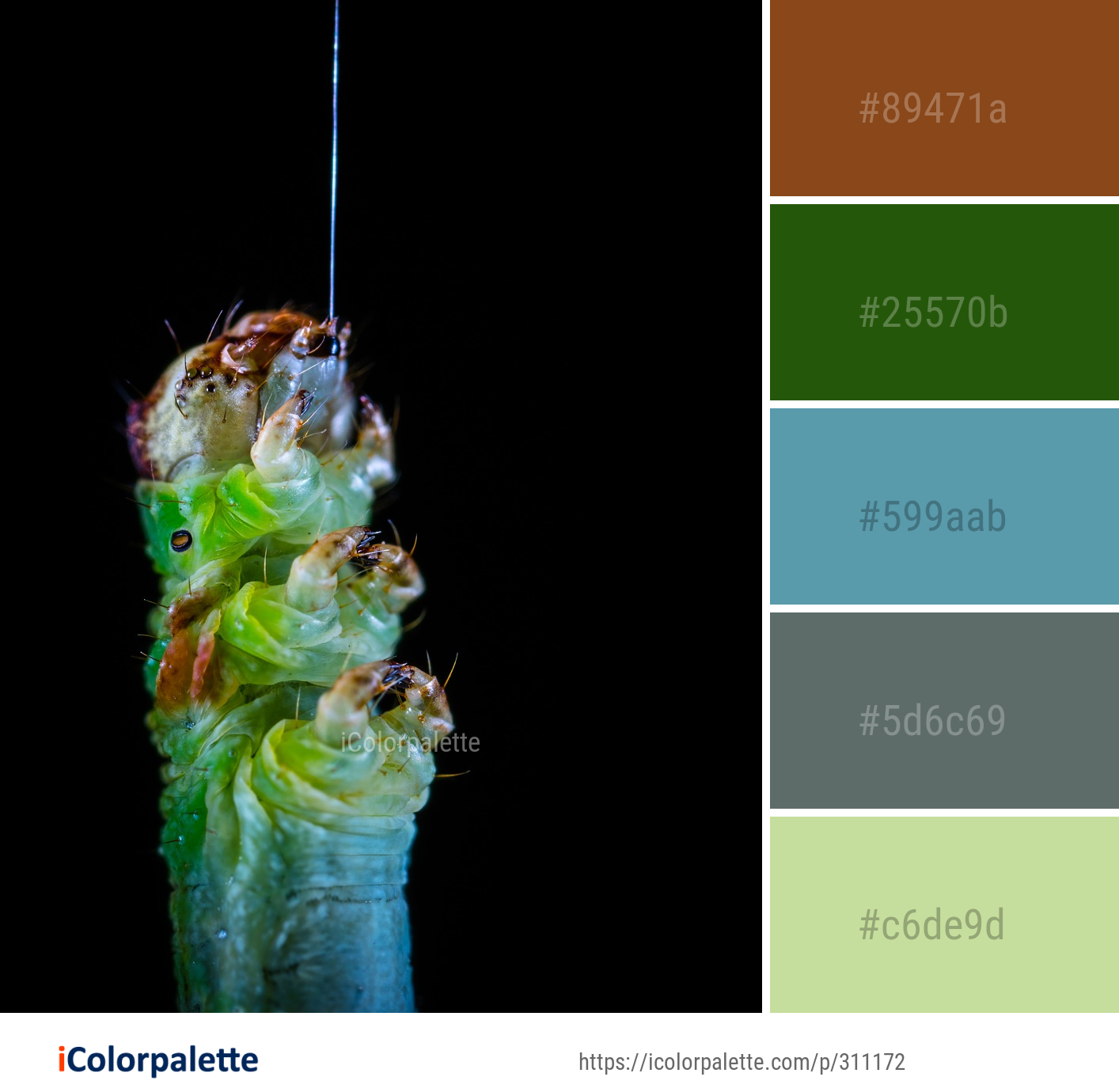 Color Palette Ideas from Insect Macro Photography Organism Image ...