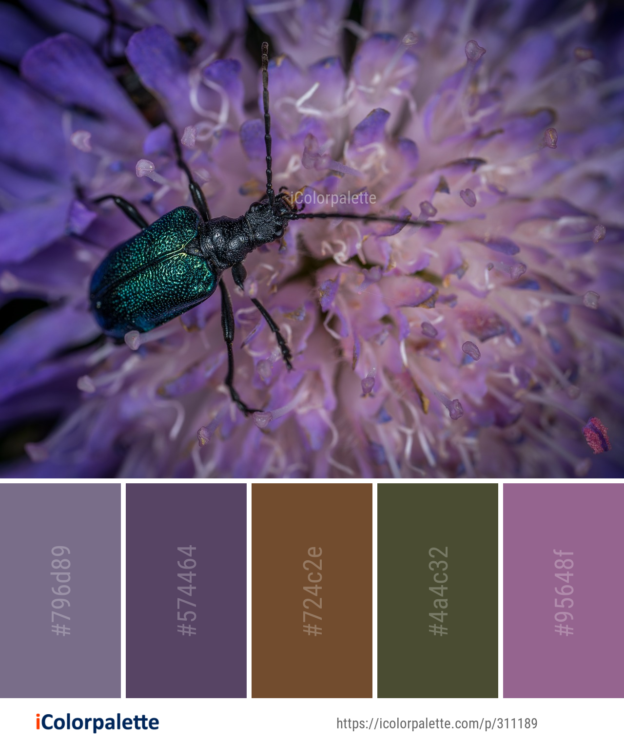 Color Palette Ideas from Insect Purple Macro Photography Image ...