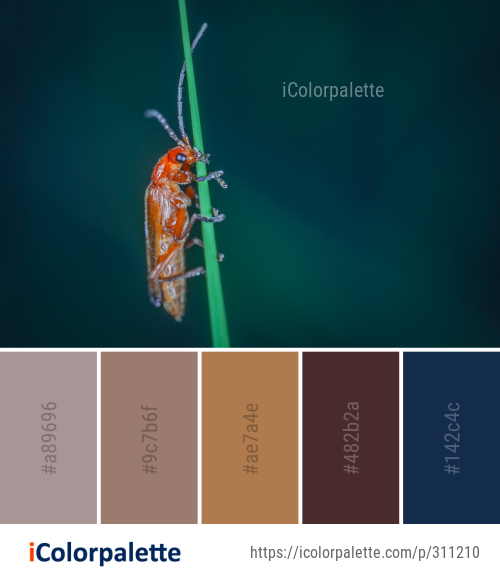 Color Palette Ideas from Insect Macro Photography Invertebrate Image ...
