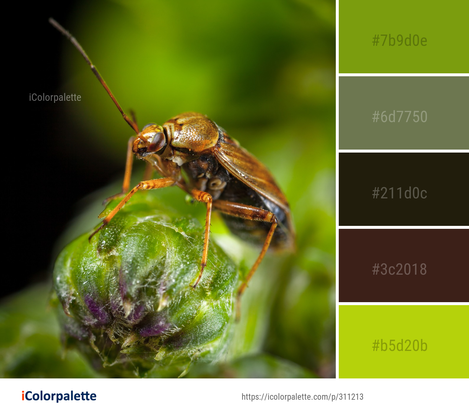 Color Palette Ideas from Insect Macro Photography Close Up Image ...