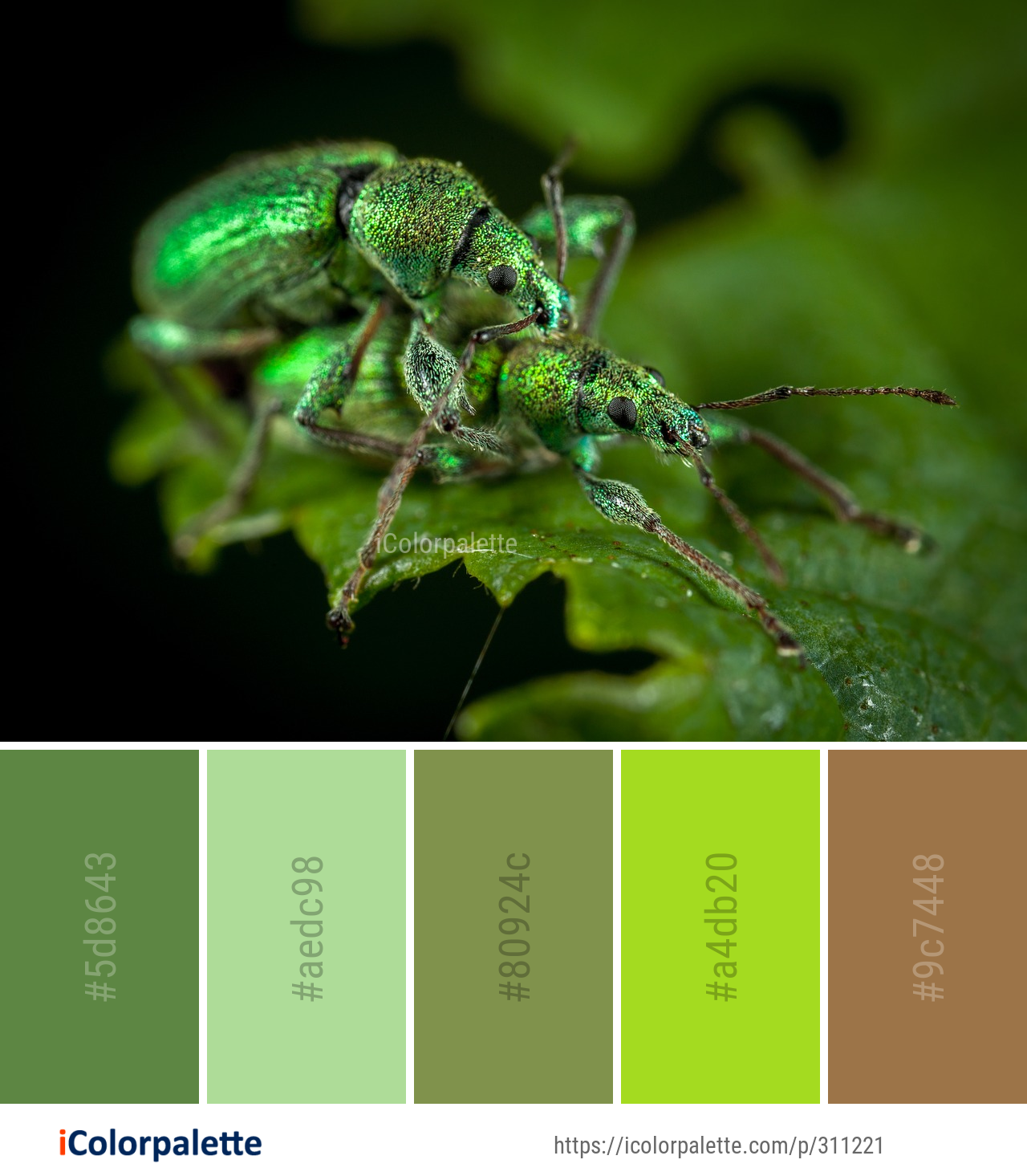 Color Palette Ideas from Insect Macro Photography Close Up Image ...