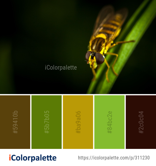 Color Palette Ideas from Insect Pest Macro Photography Image ...
