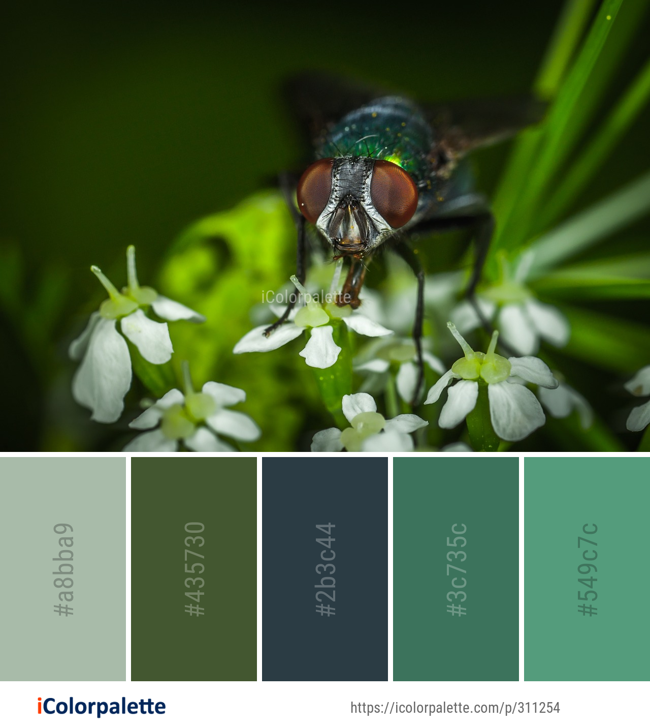 Color Palette Ideas from Insect Macro Photography Pest Image ...