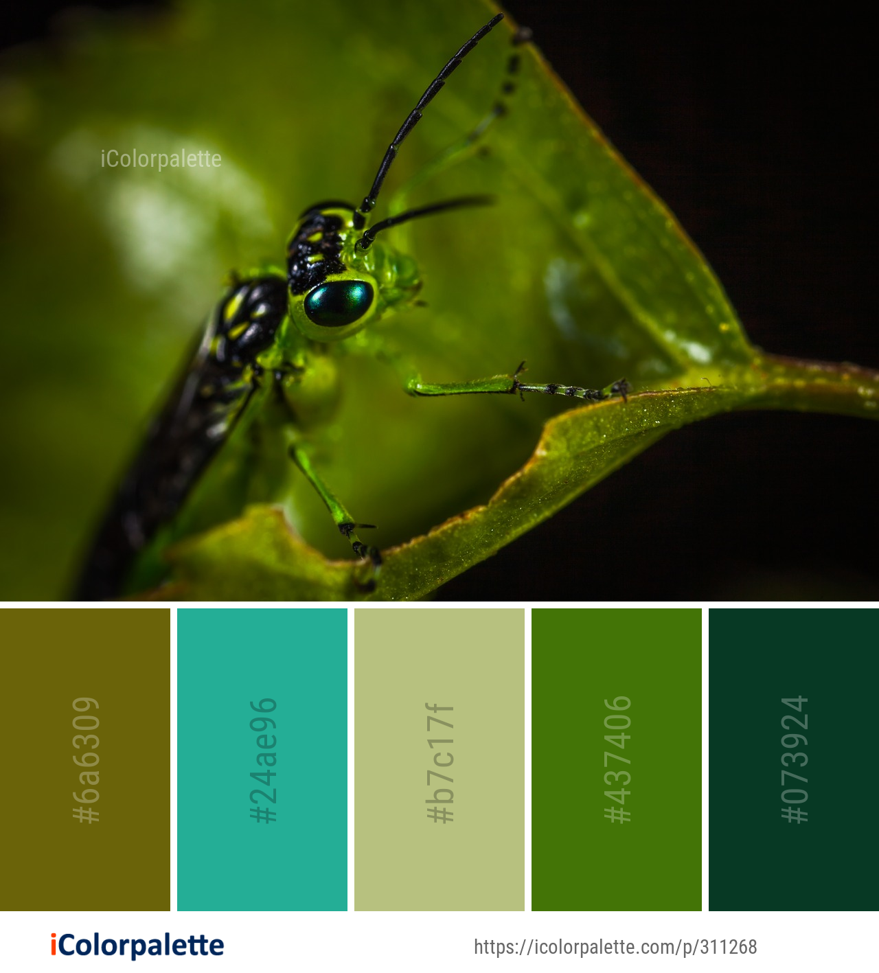 Color Palette Ideas from Insect Macro Photography Close Up Image ...