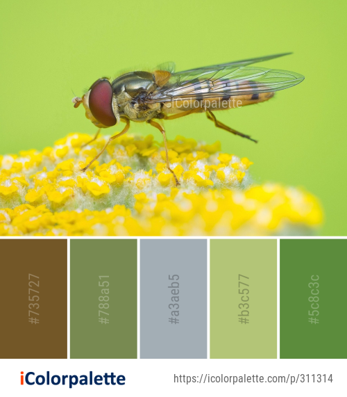 Color Palette Ideas from Insect Fly Pest Image | iColorpalette