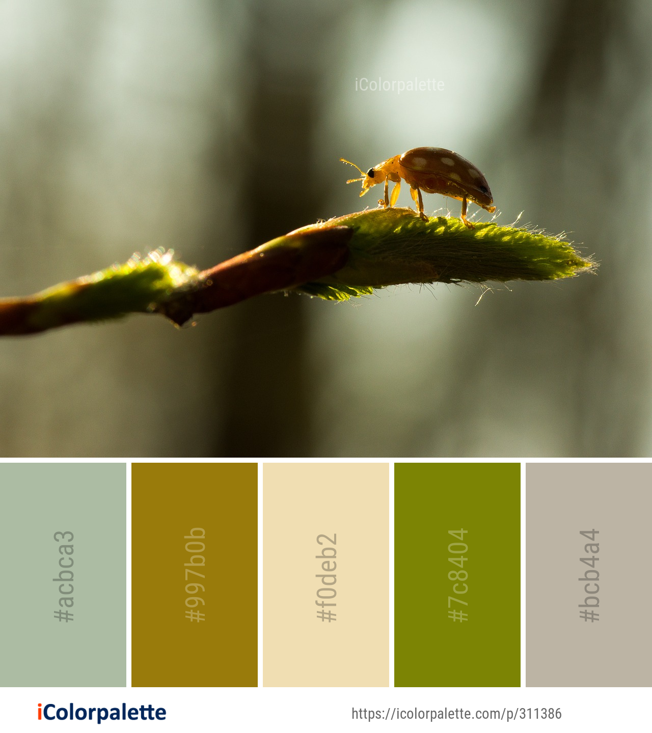Color Palette Ideas from Bird Fauna Wildlife Image | iColorpalette