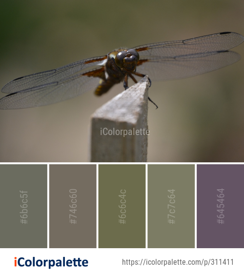 Color Palette Ideas from Insect Dragonfly Dragonflies And Damseflies ...