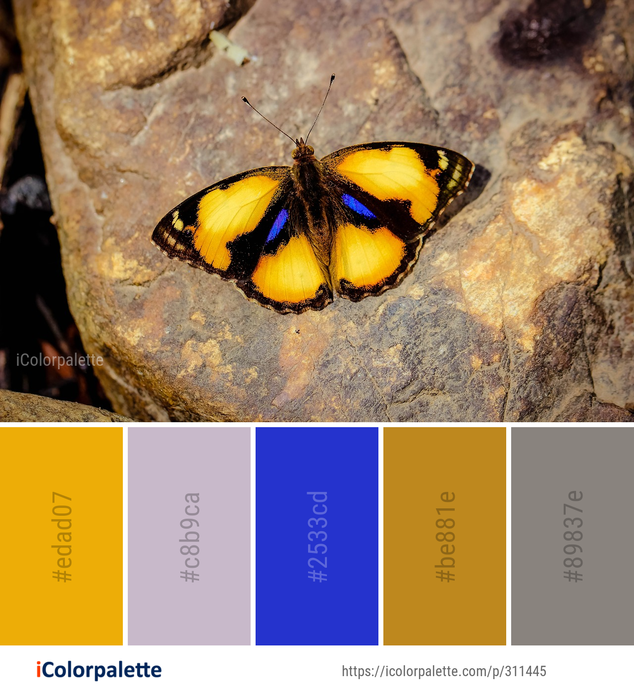 Color Palette Ideas from Butterfly Moths And Butterflies Insect Image ...