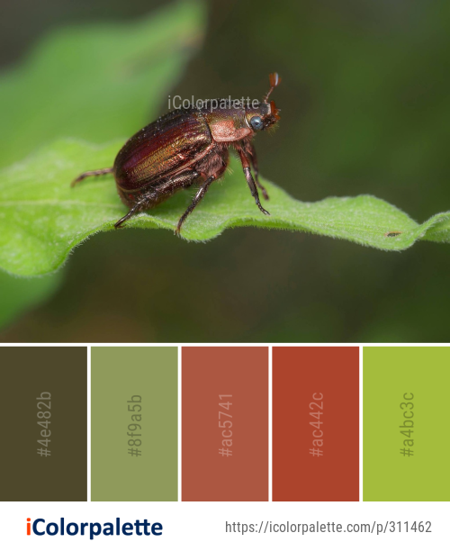Color Palette Ideas from Insect Beetle Invertebrate Image | iColorpalette