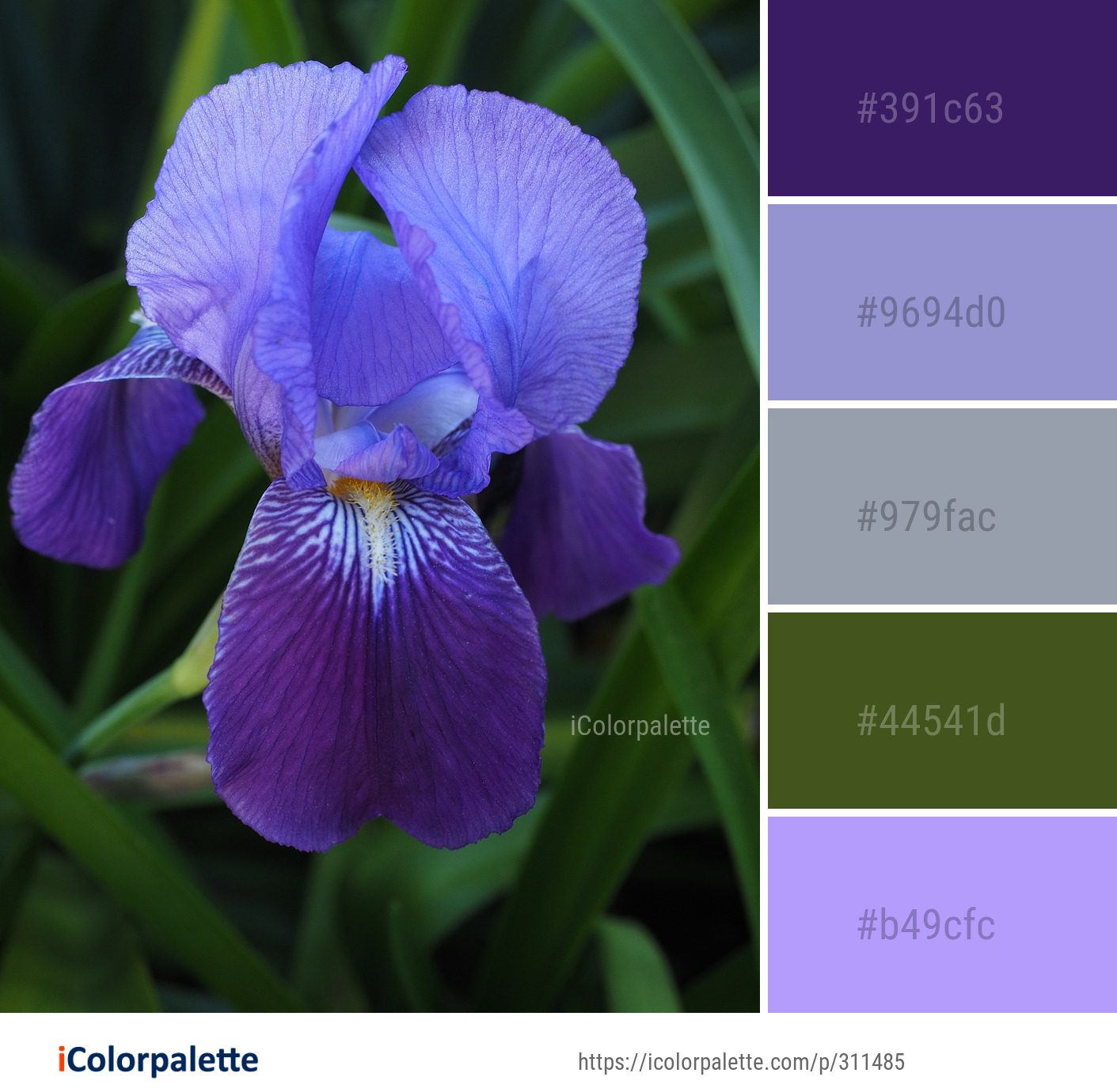 Color Palette Ideas from Flower Blue Purple Image | iColorpalette