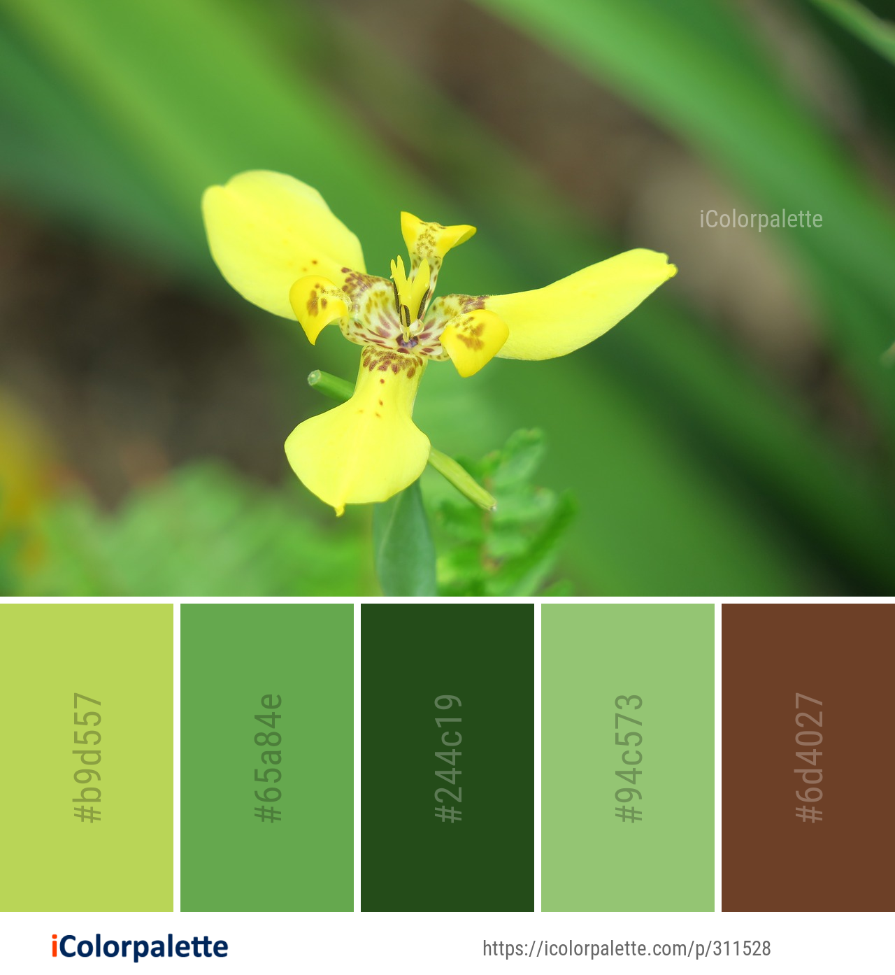 40 Evening Primrose Color Palette ideas in 2025 | iColorpalette