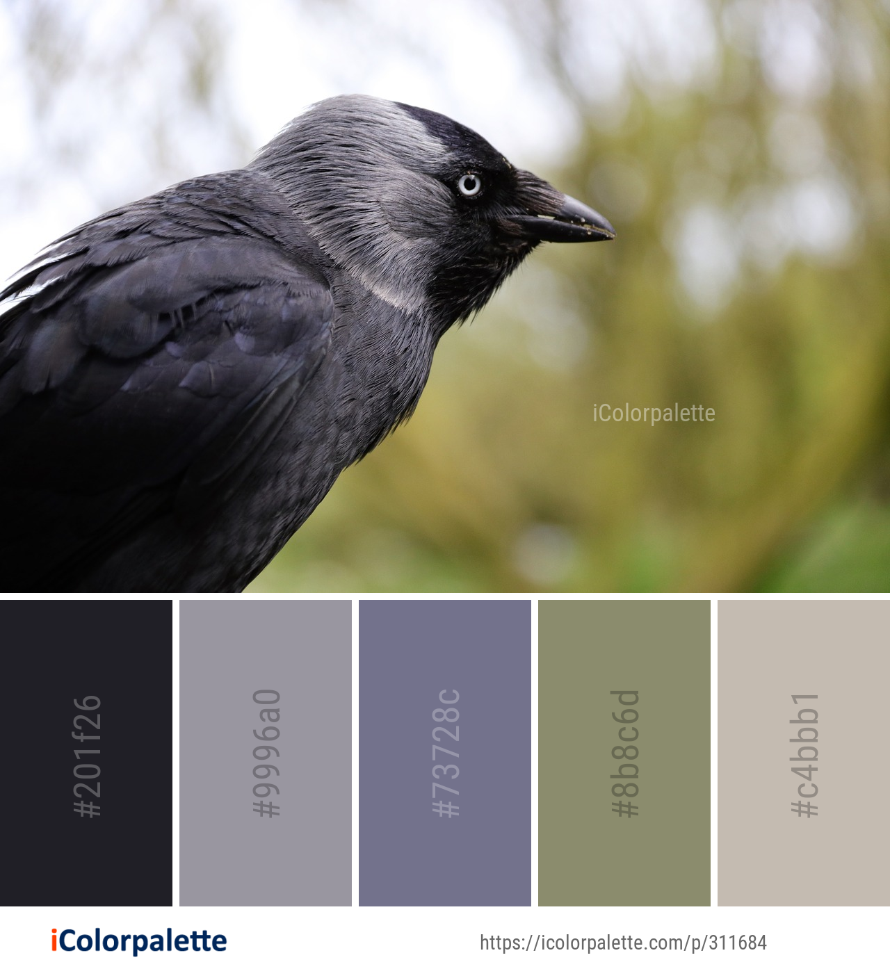 32 Raven Color Palette ideas in 2025 | iColorpalette