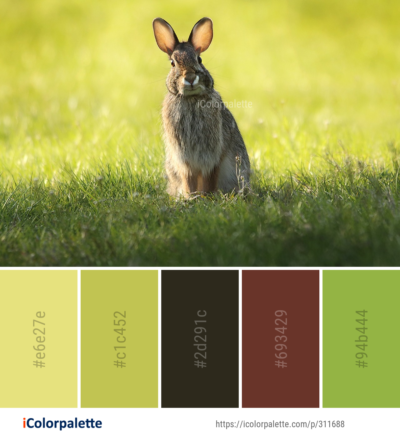 Color Palette Ideas from Mammal Wildlife Fauna Image | iColorpalette