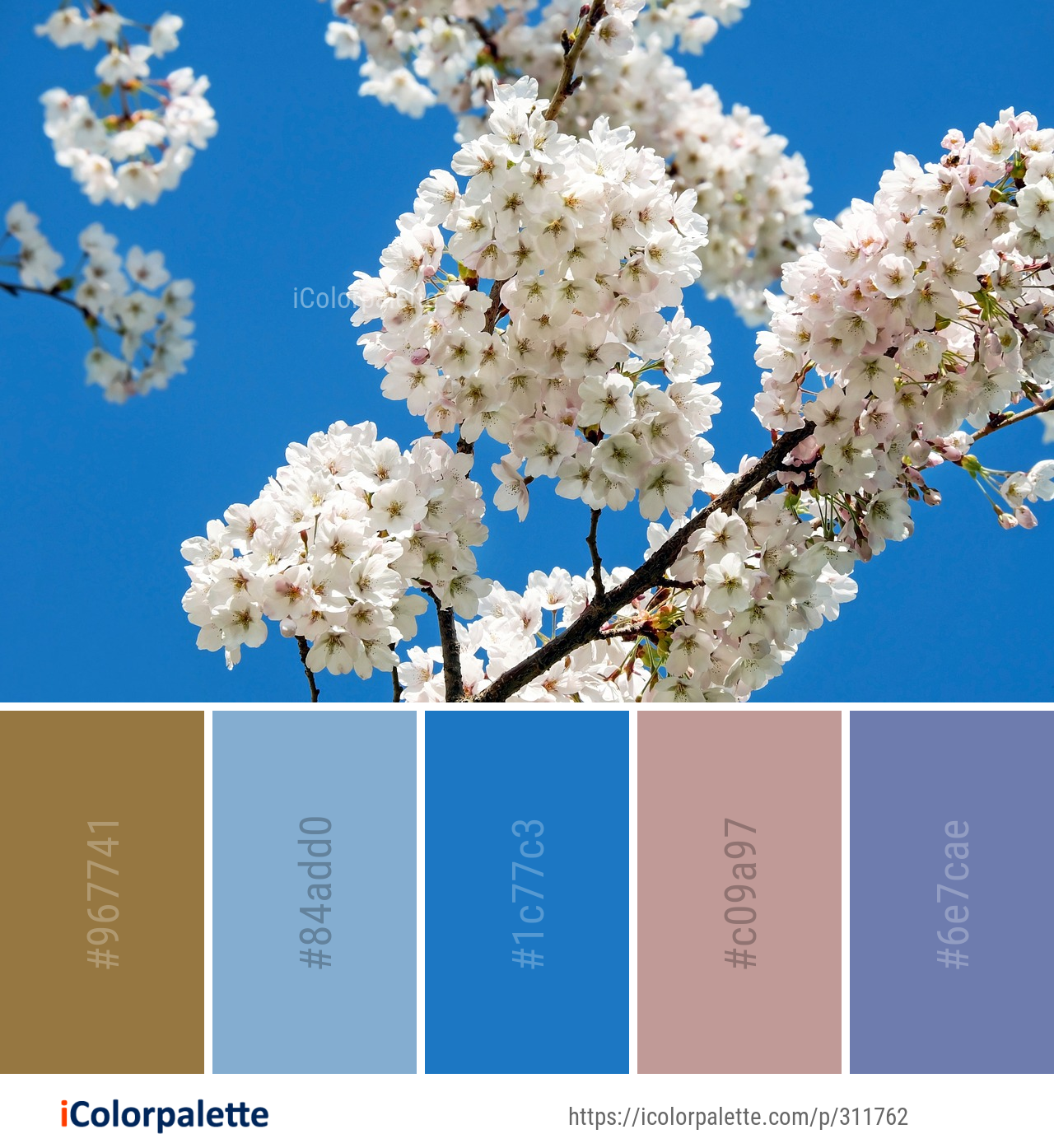 Color Palette Ideas from Blossom Branch Spring Image | iColorpalette