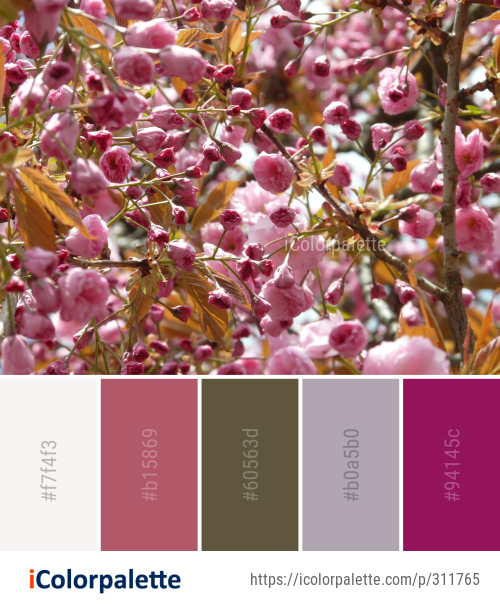 Color Palette Ideas from Blossom Pink Spring Image | iColorpalette