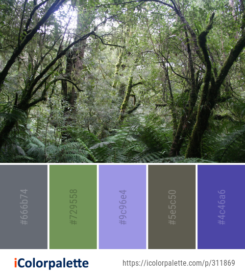 Color Palette Ideas from Vegetation Forest Ecosystem Image | iColorpalette
