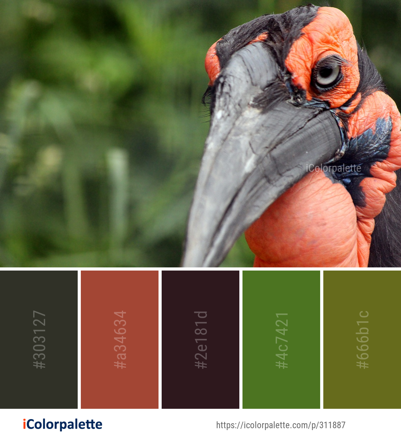 Color Palette Ideas from Beak Bird Fauna Image | iColorpalette