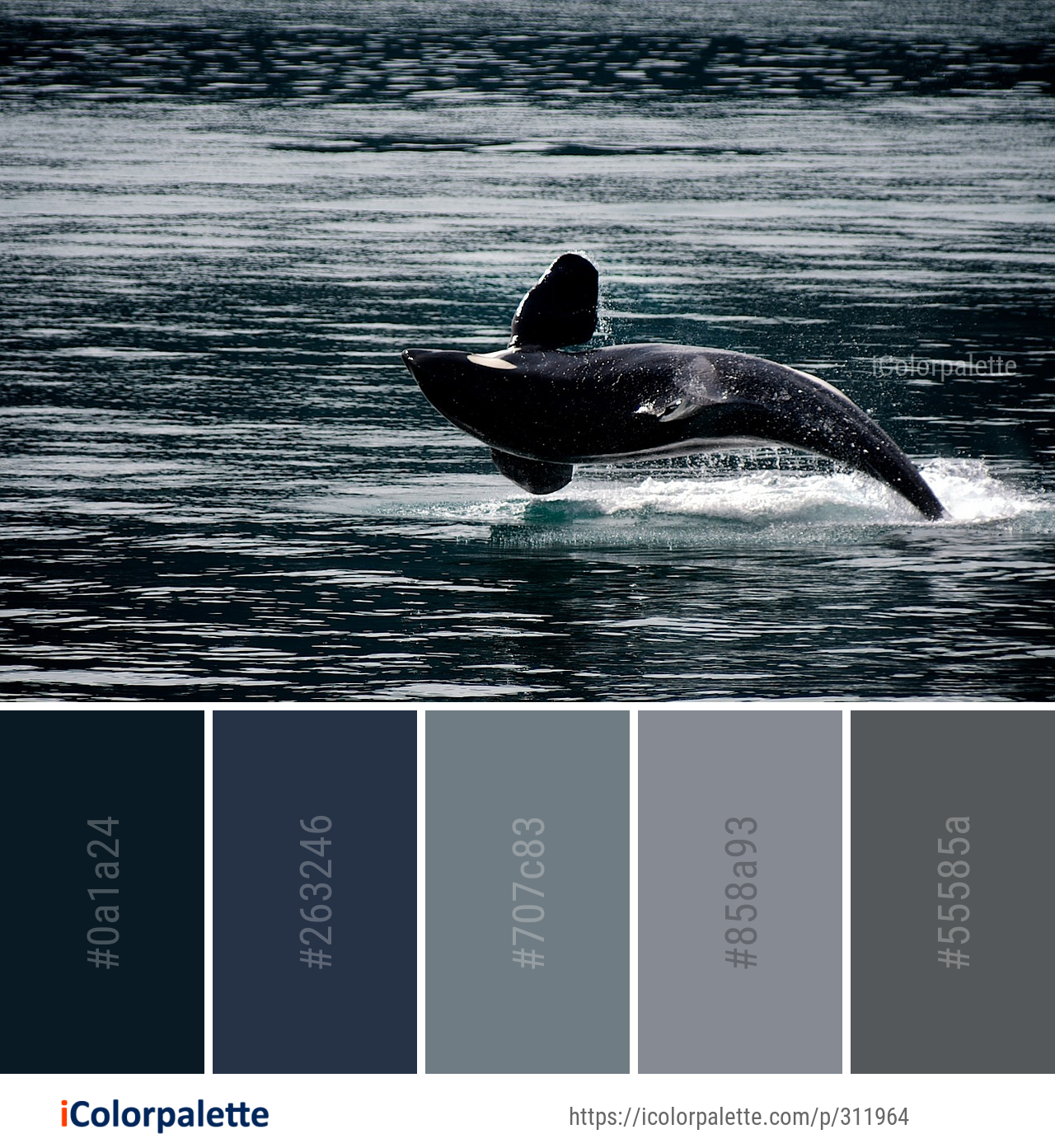 Color Palette Ideas from Water Mammal Marine Image | iColorpalette
