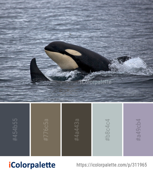 Color Palette Ideas from Killer Whale Marine Mammal Image | iColorpalette