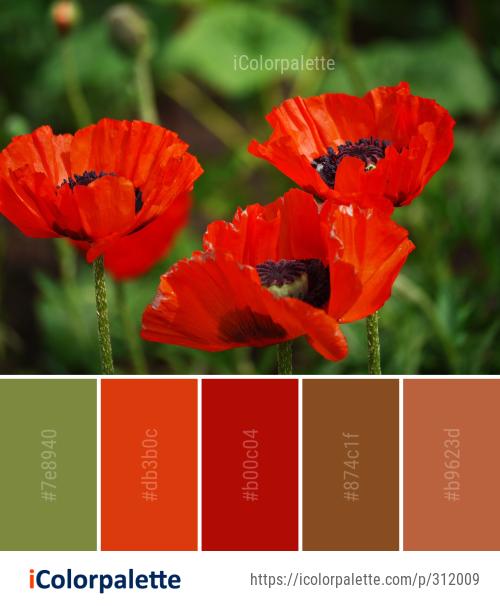 Color Palette Ideas from Flower Red Wildflower Image | iColorpalette