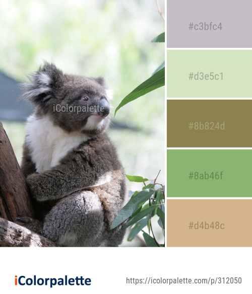 21+ Koala Color Palette ideas in 2025 | iColorPalette