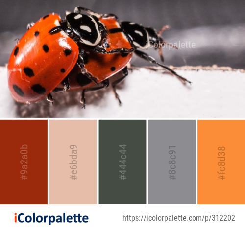 Color Palette Ideas from Insect Beetle Invertebrate Image | iColorpalette