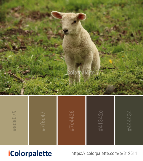 Color Palette Ideas from Sheep Grass Image | iColorpalette