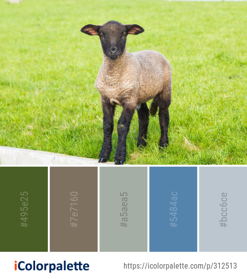 Color Palette Ideas from Sheep Pasture Image | iColorpalette