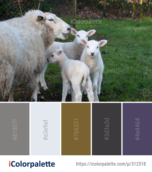 Color Palette Ideas from Sheep Pasture Image | iColorpalette