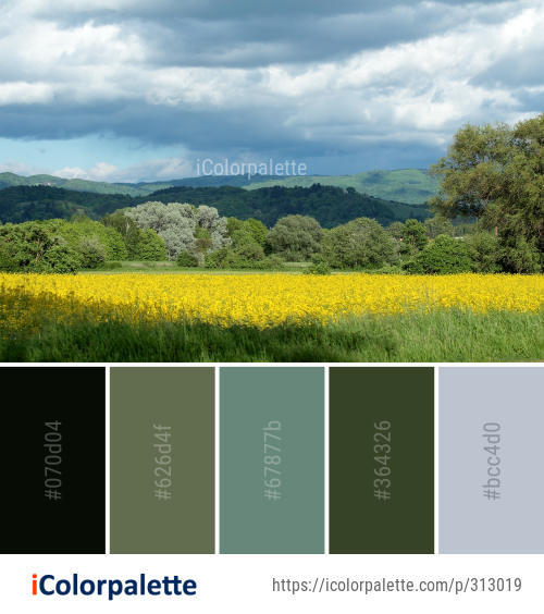 Color Palette Ideas from Field Sky Yellow Image | iColorpalette